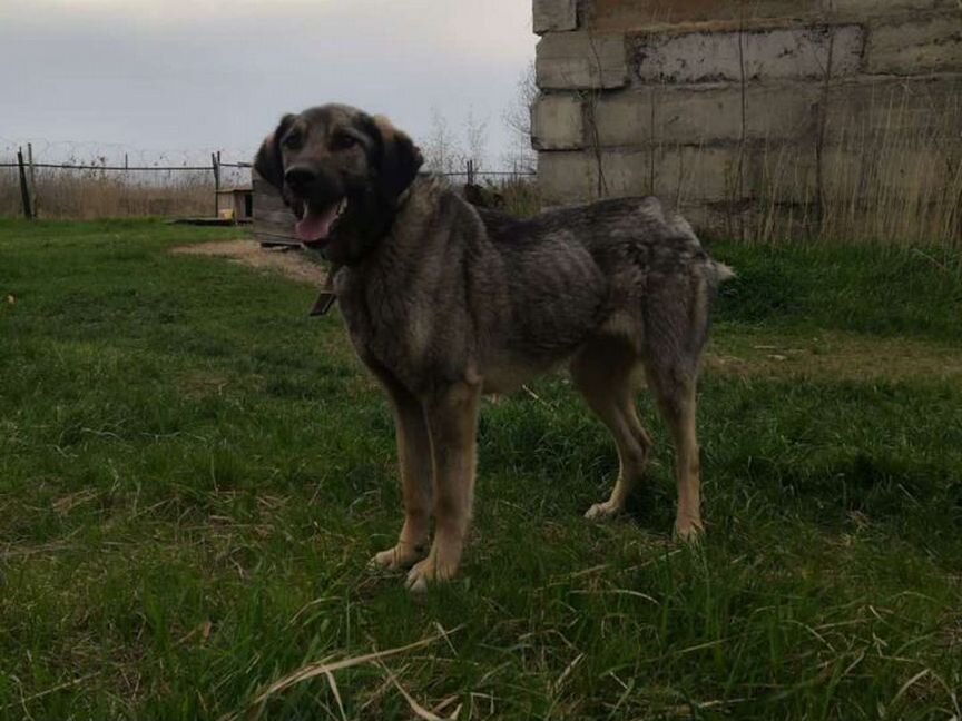 Лекси ищет дом