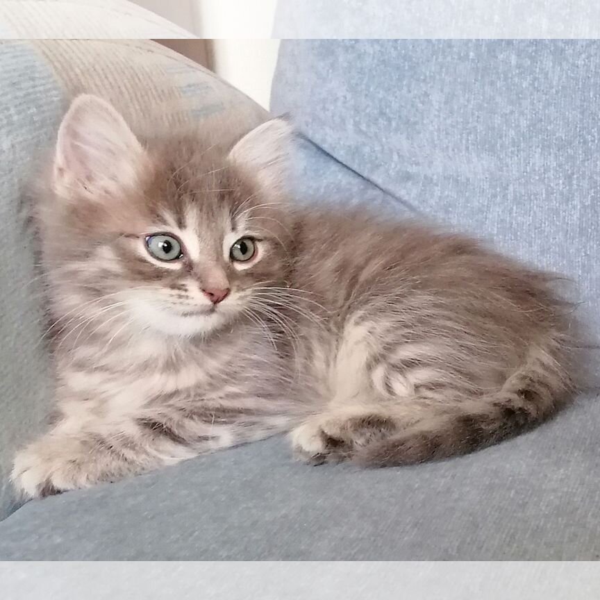 Котёнок в добрые руки