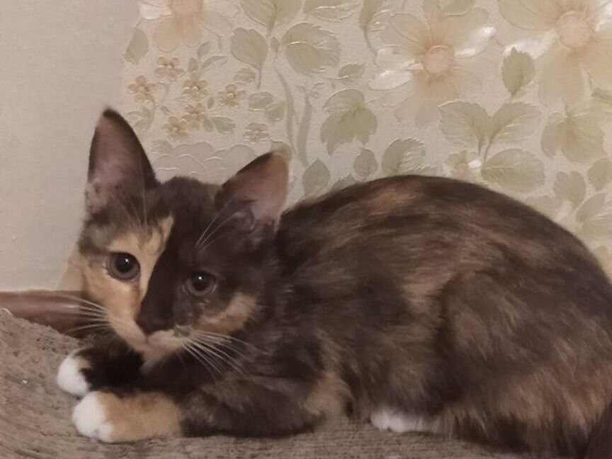 Котёнок в дар