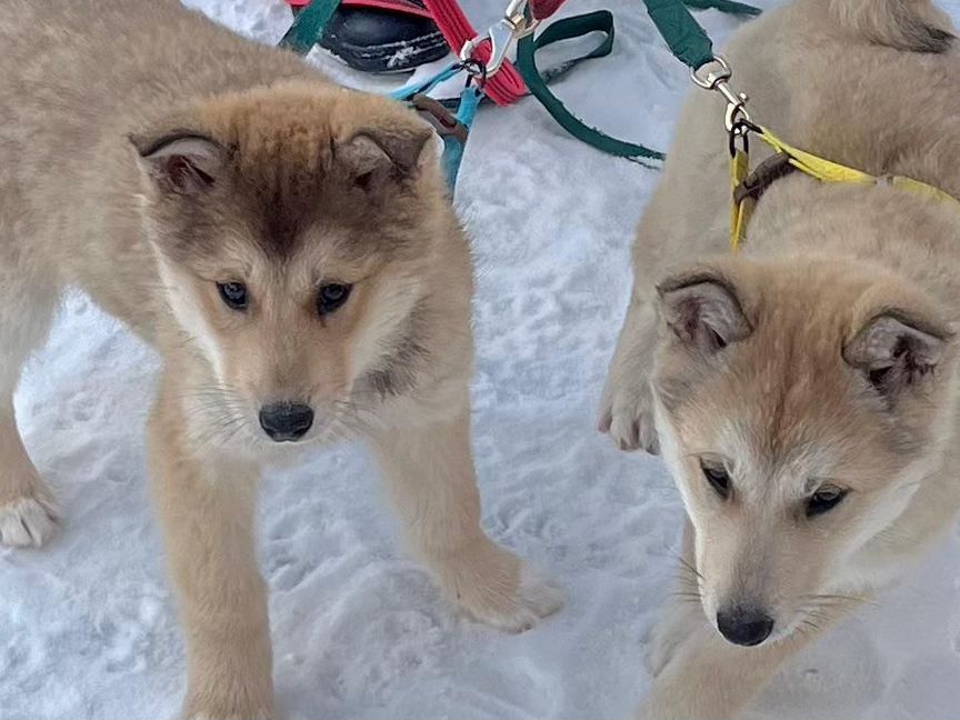 Западно сибирская лайка