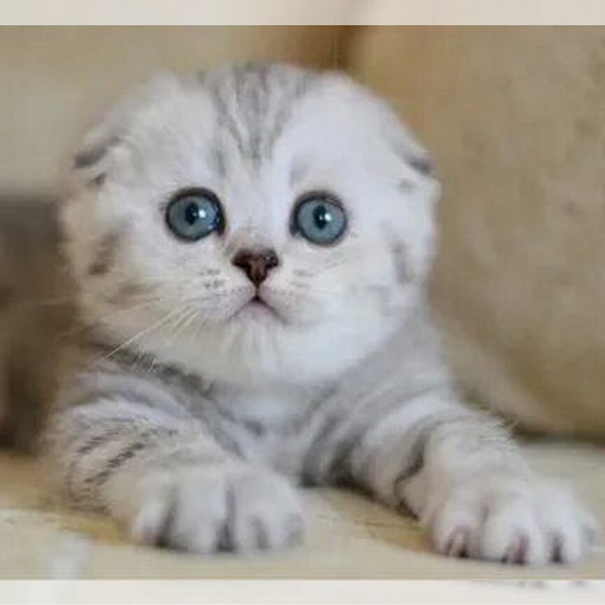 Шотландский вислоухий короткошёрстный котёнок