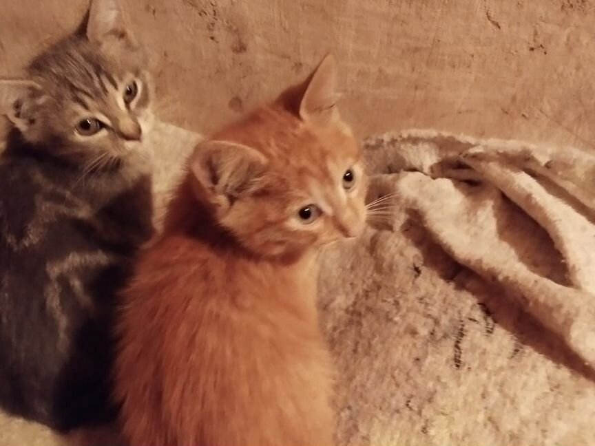 Котята в добрые руки бесплатно