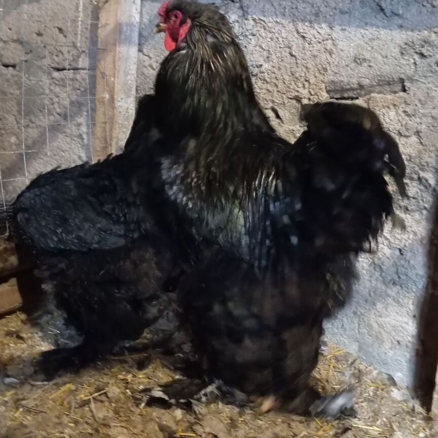 Молодые петухи