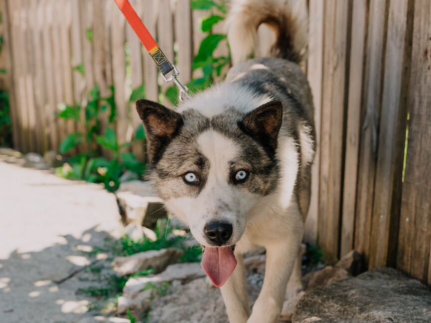 Люк ищет дом