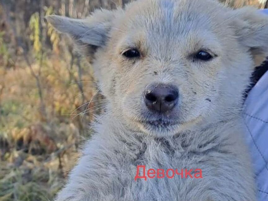 Спасенные щенки в добрые руки