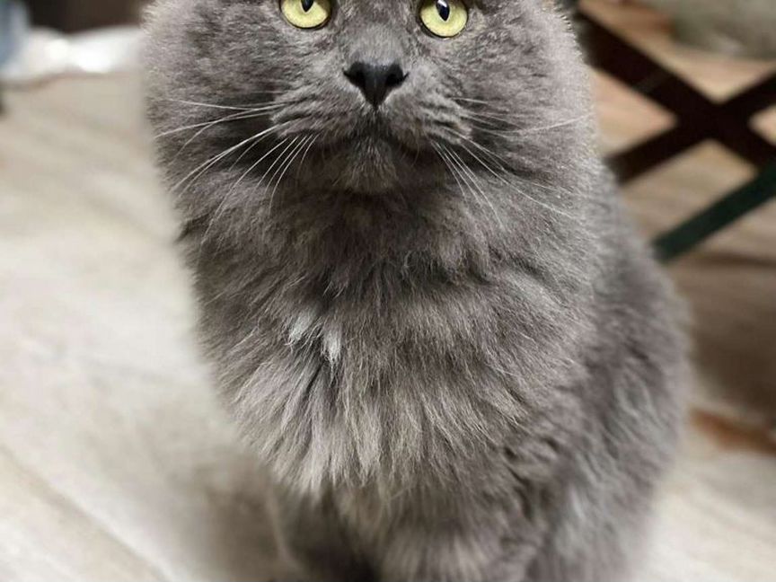 Кошка