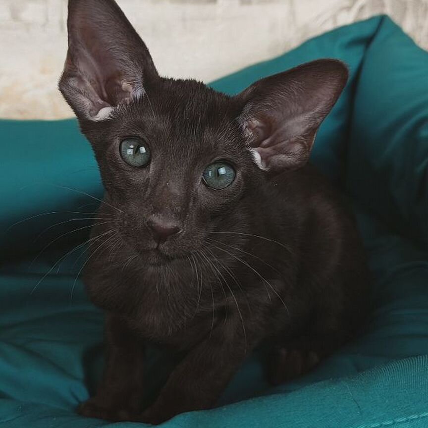 Ориентальный котик