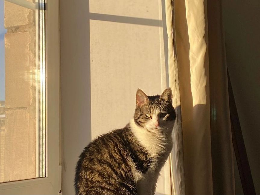 Котик, 4 года