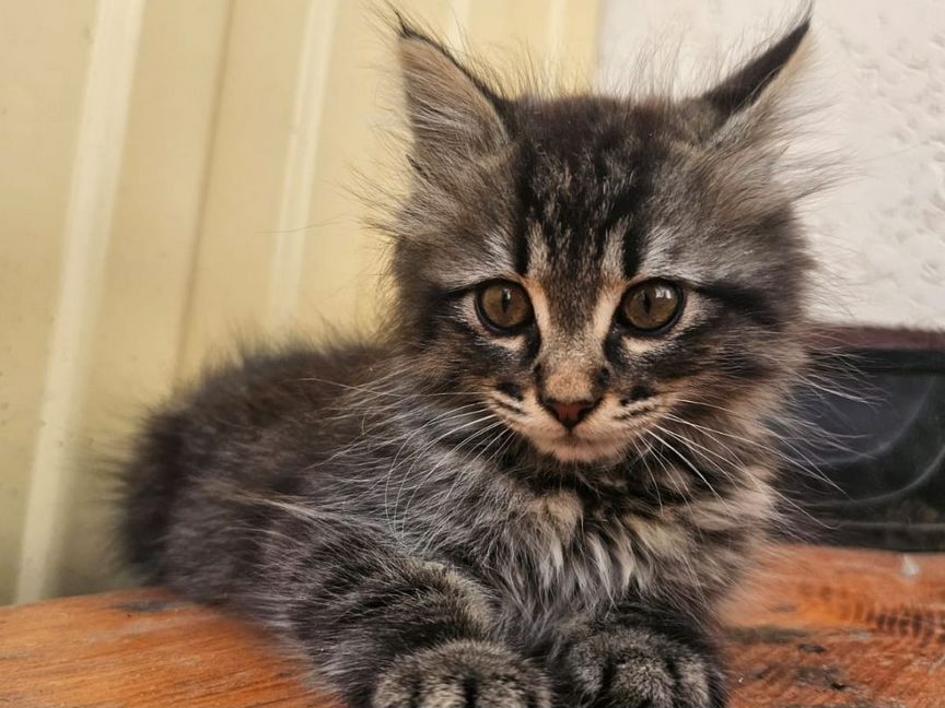 Красивый котик в добрые руки