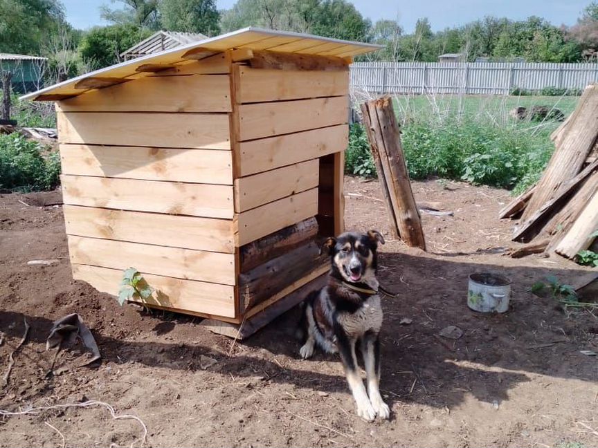 Отдам собаку в хорошие руки село петрунино