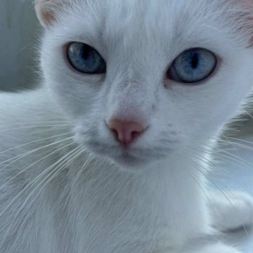 Кошка в добрые руки