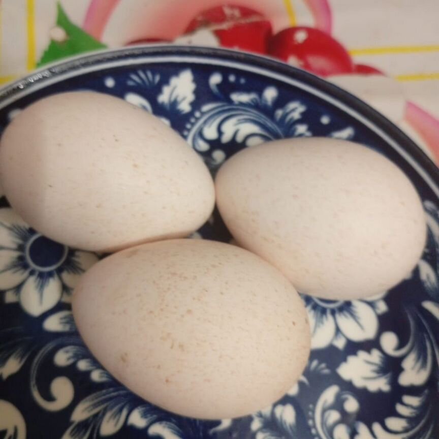 Домашнее яйцо,индюк