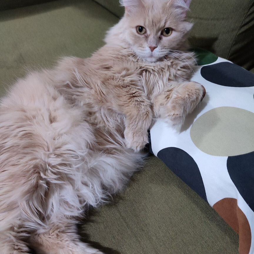 Котики ищут новый дом