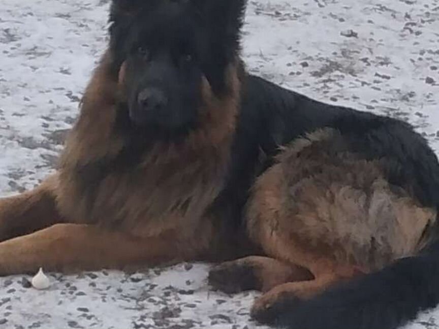 Вязка шикарный длинношёрстный немец