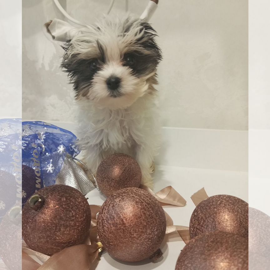 Биро-йоркширский терьер, щенок