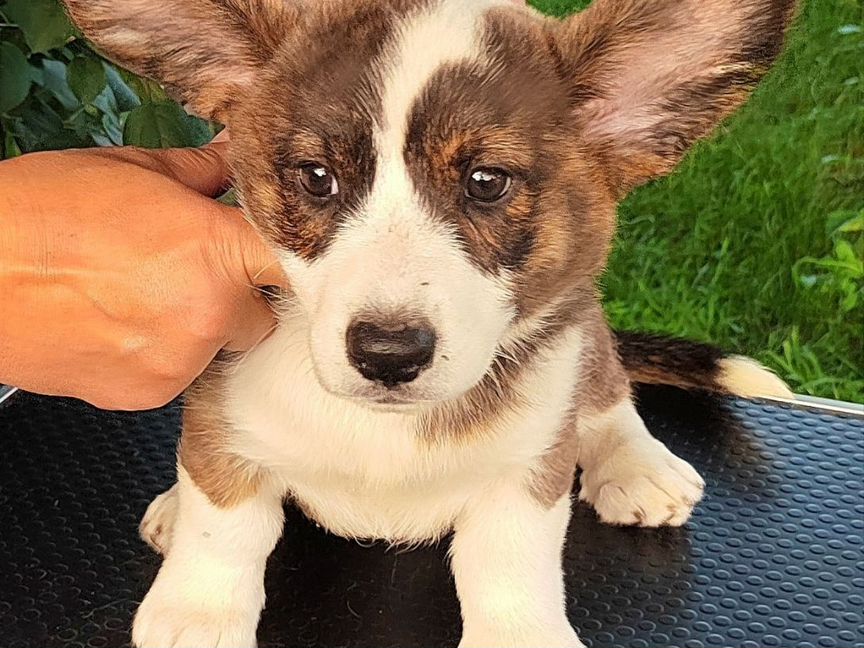 Коржики кардиганчики тигровые