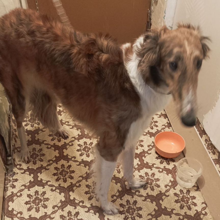 Русская псовая борзая, взрослая собака