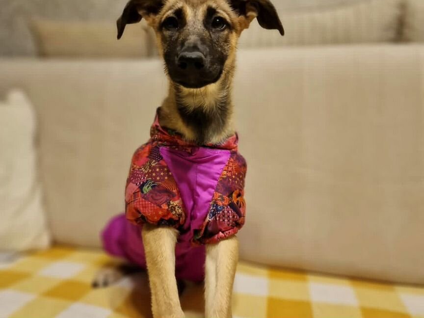 Удивителтная собака в добрые руки щенок