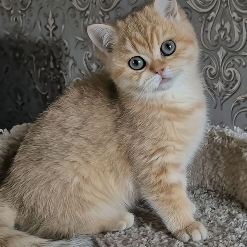 Британский короткошёрстный котёнок