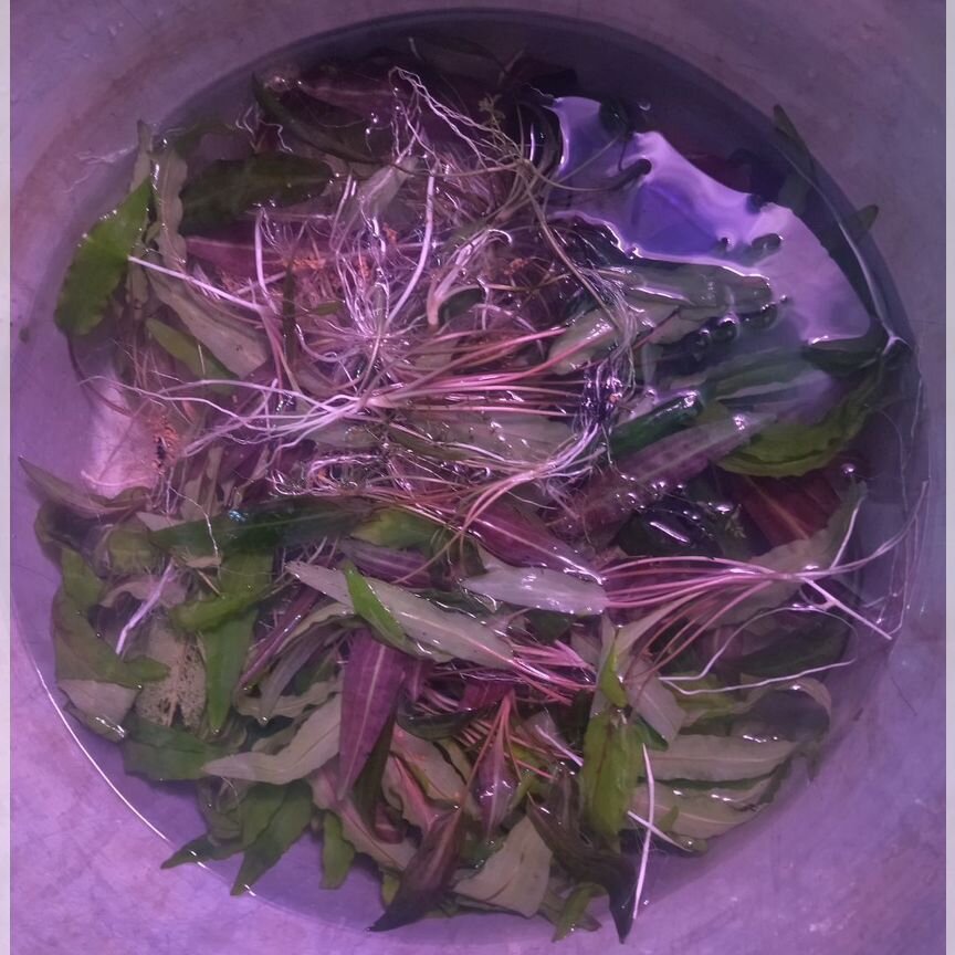 Аквариумное растение