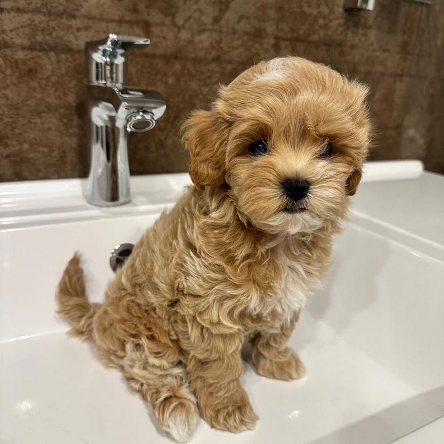 Мальчик мальтипу мини