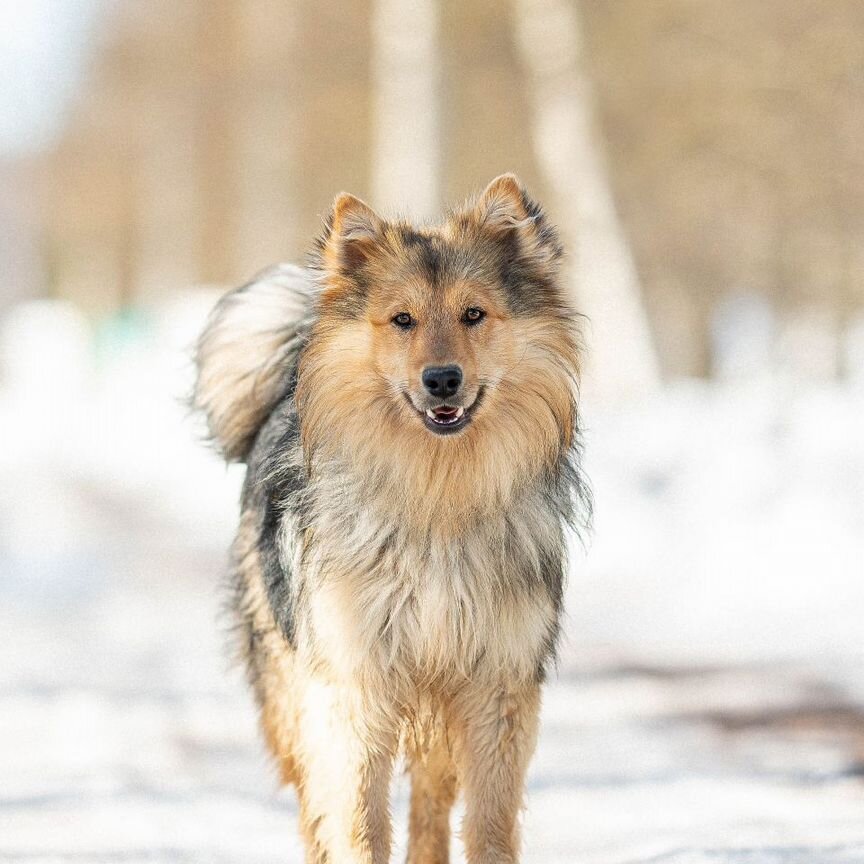 Собака в добрые руки ищет дом