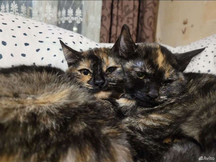 Кошечки улыбаки