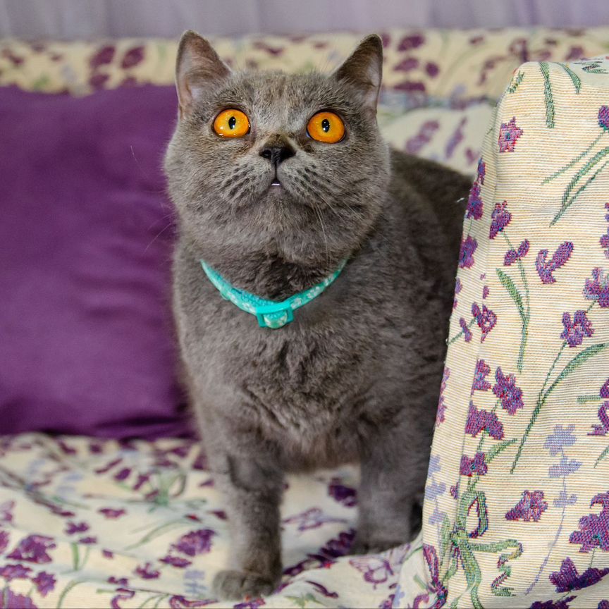 Отдам кошку в добрые руки