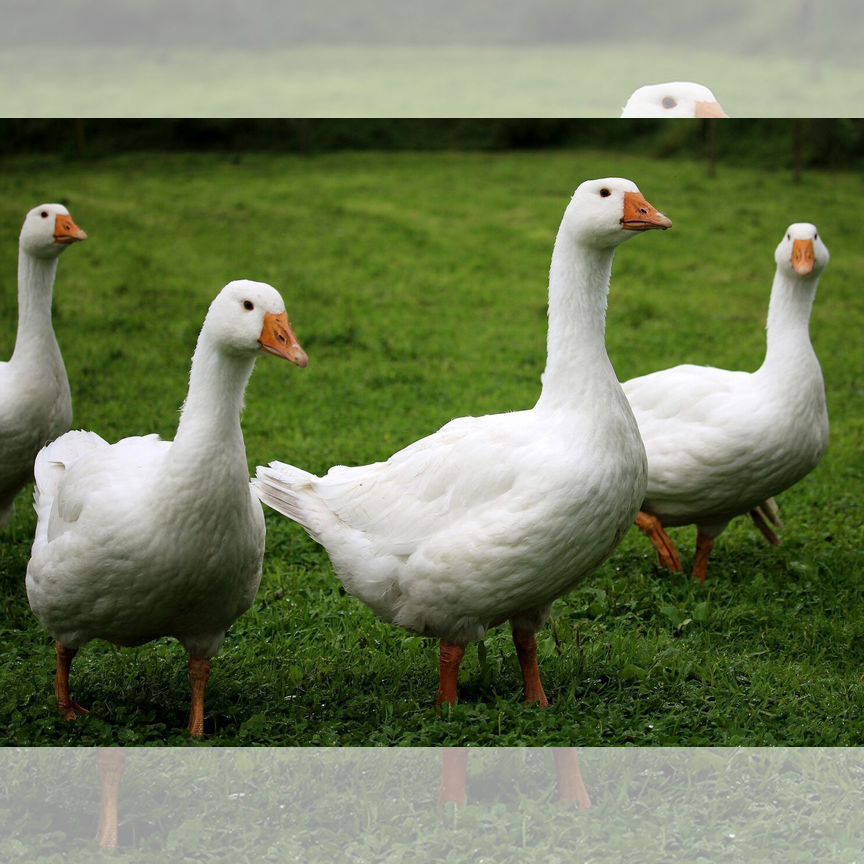 Гусиное мясо