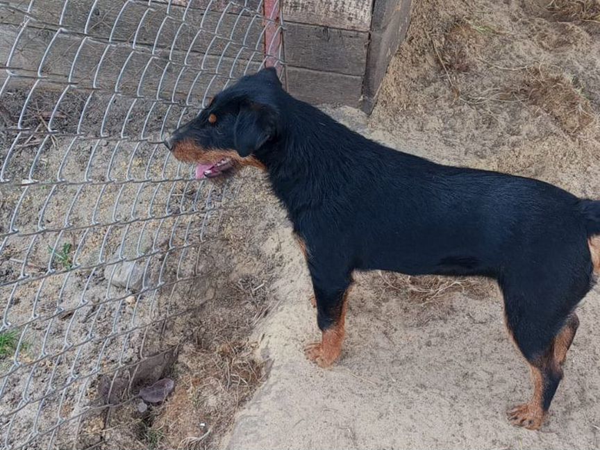 Продам собаку