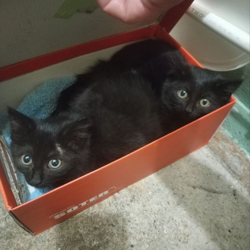 Котята