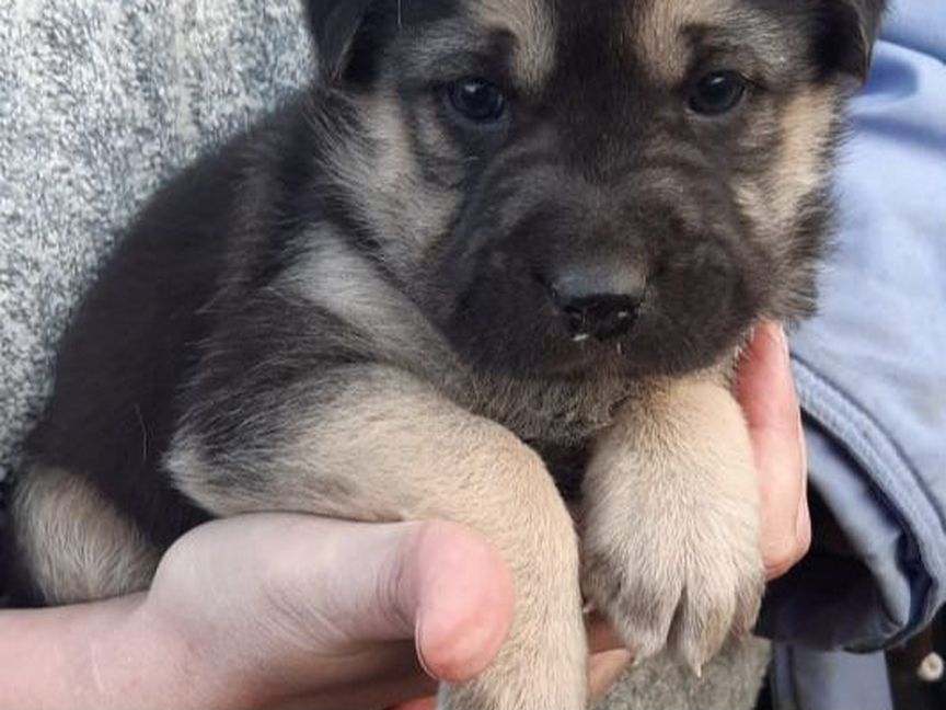 Щенки в добрые руки