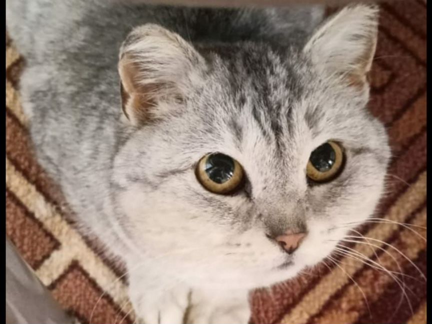Кошка британка короткошерстная бесплатно