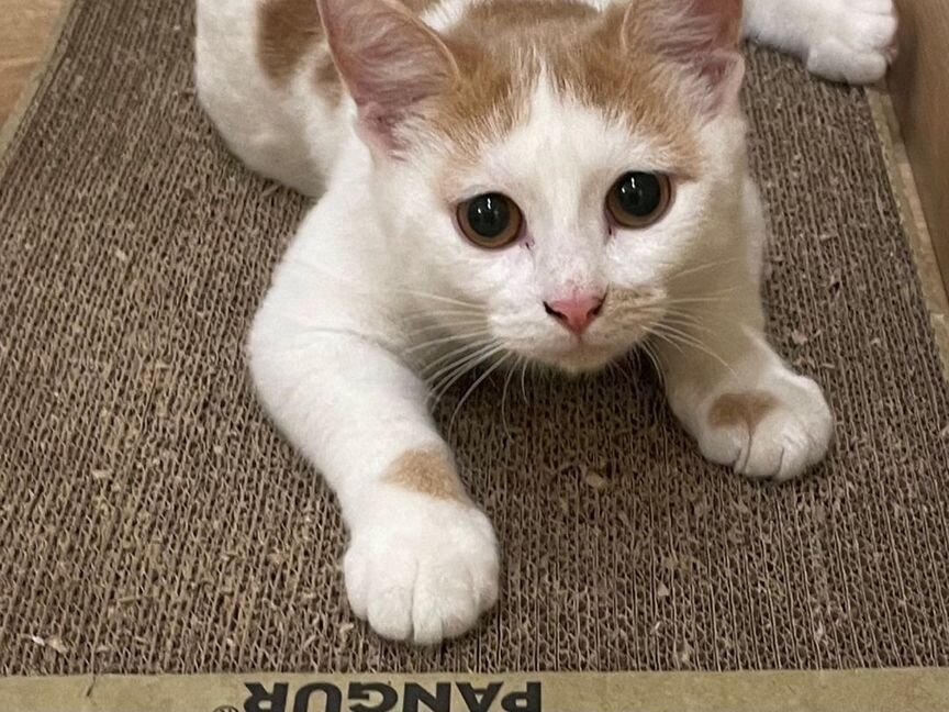 Котята бесплатно