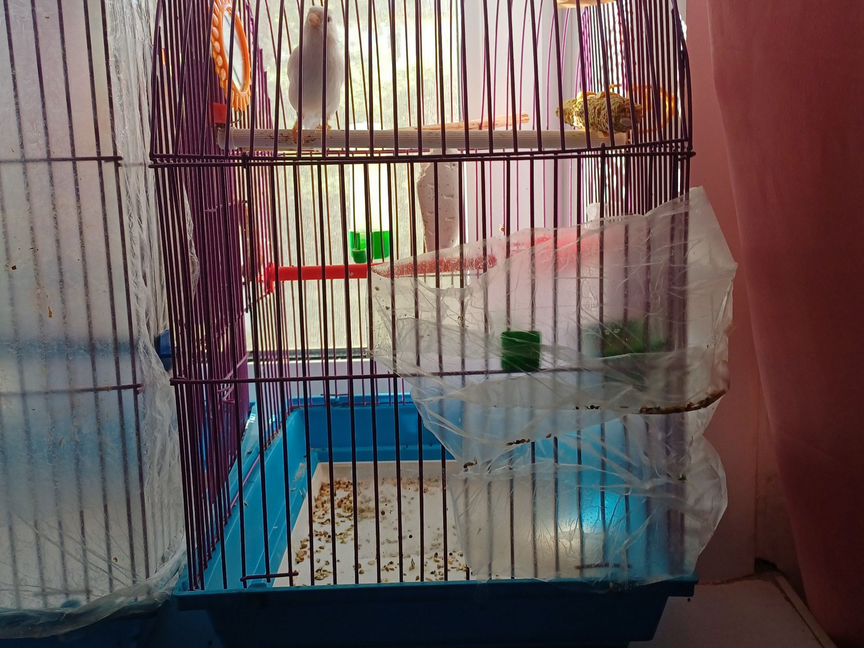 Продаются поющие кеннеры цена догоаорёная