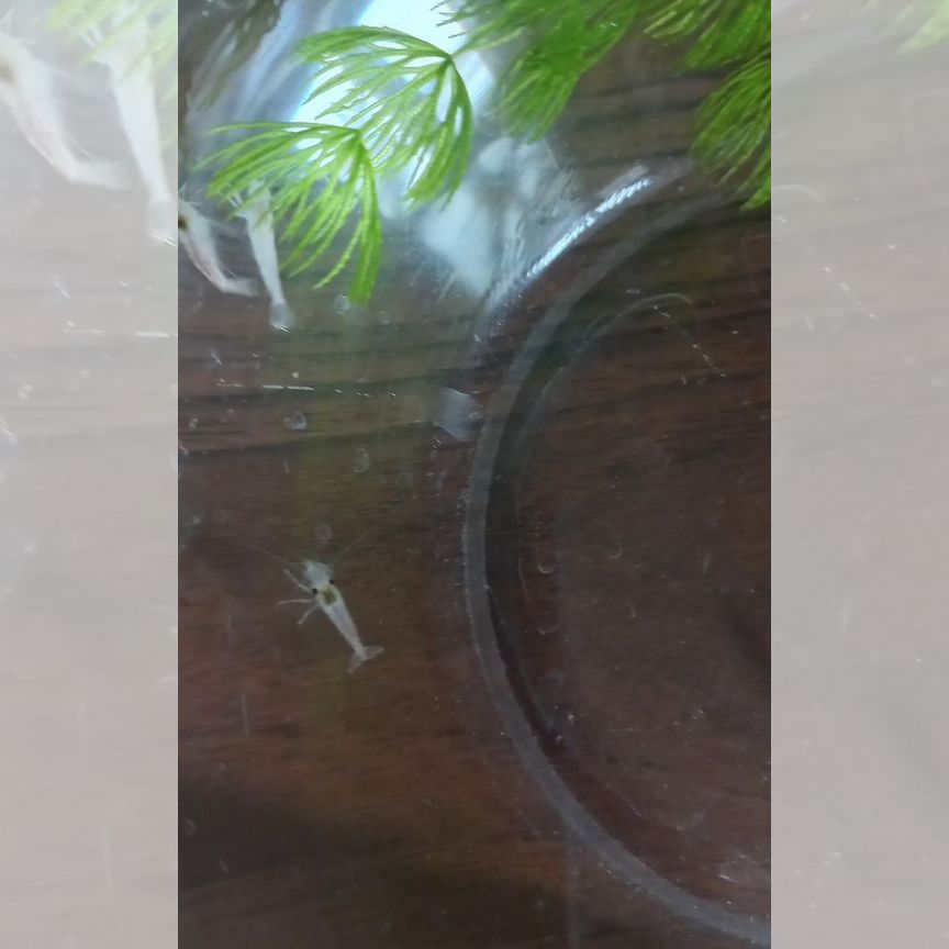 Аквариумные креветки