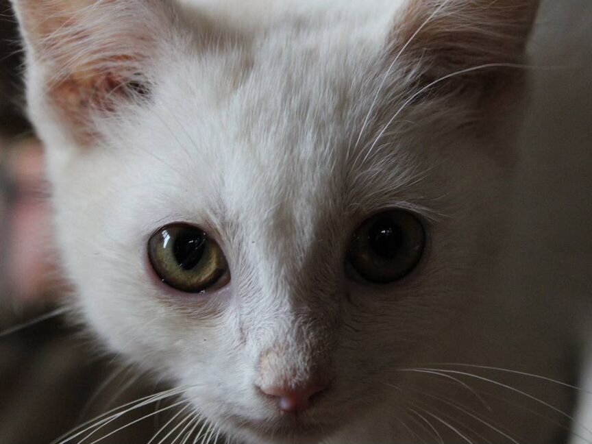 Котенок Беляш