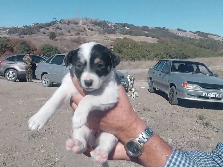 Очень красивые щеночки