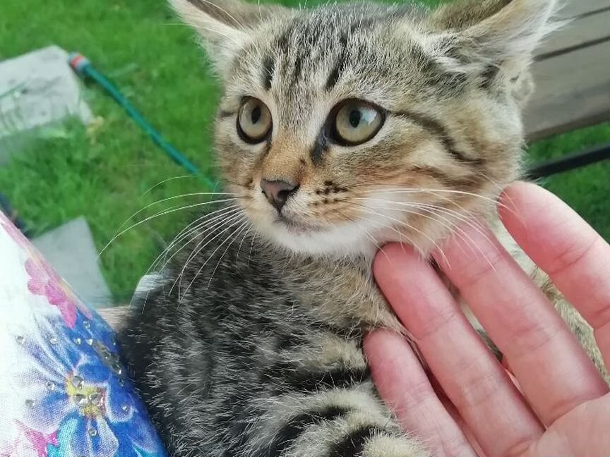 Кошка