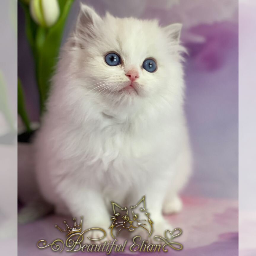 Рэгдолл котёнок