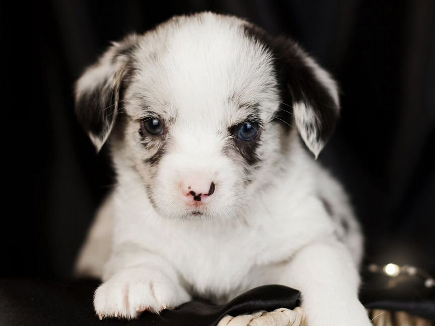 Щенки корги