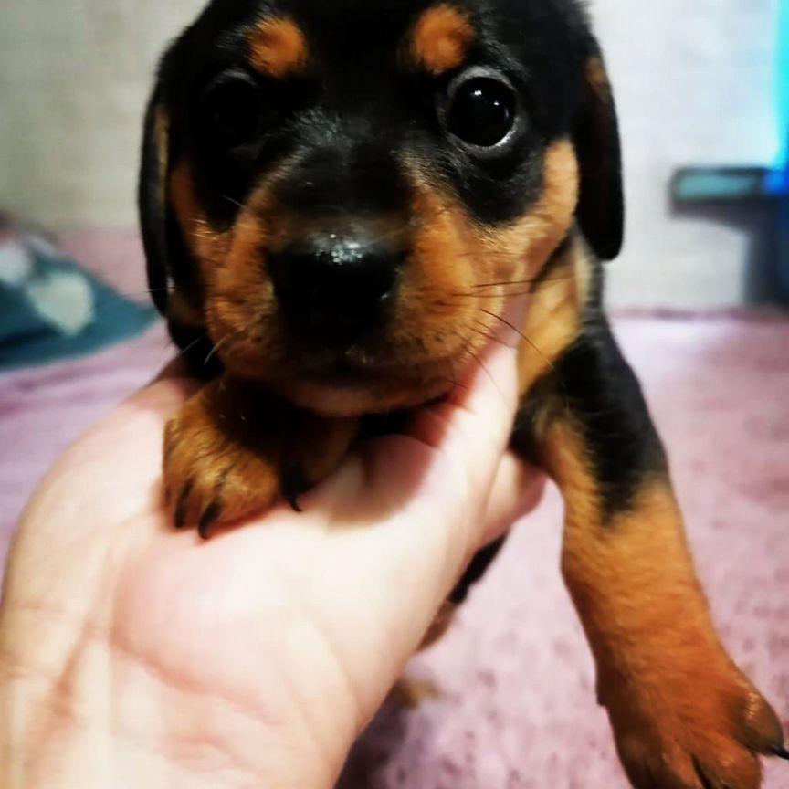 Щенки таксы