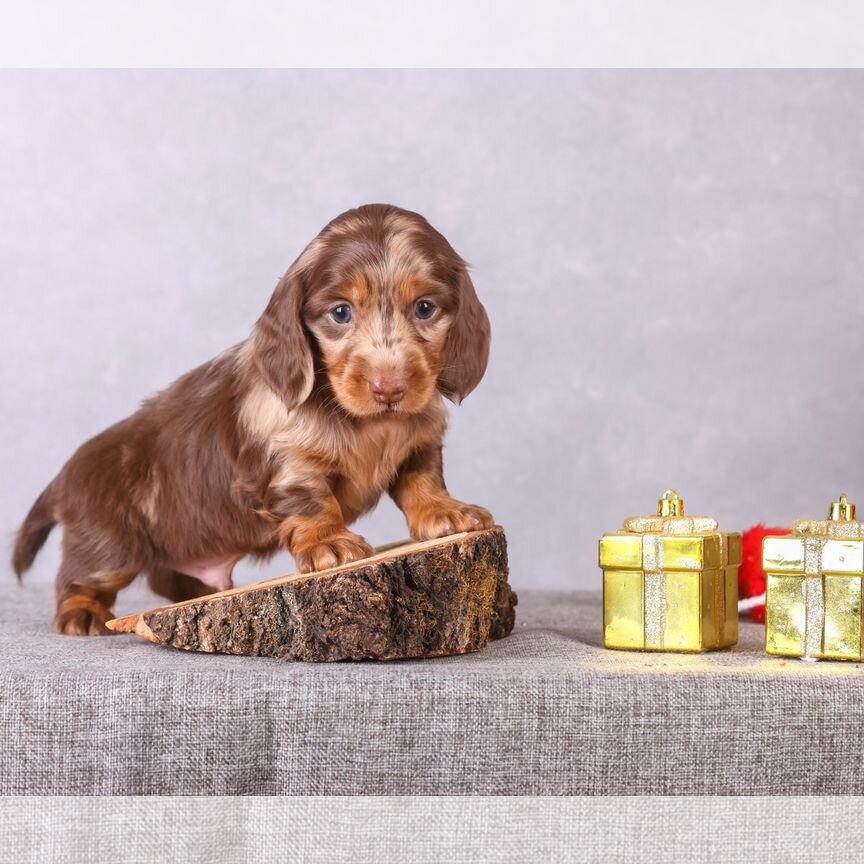 Кроличья такса, щенок