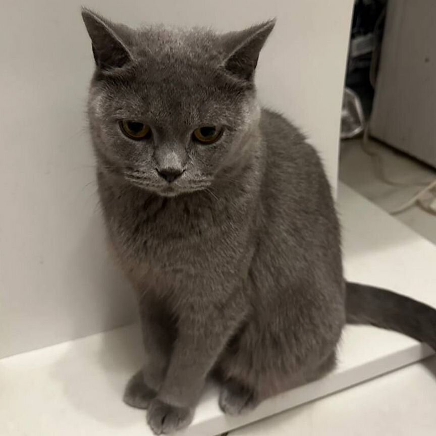 Британская короткошёрстная кошка, взрослая