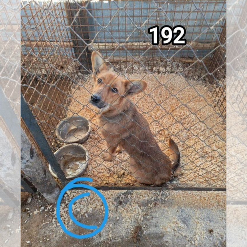 Взрослая собака в добрые руки