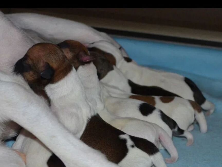 Джек Рассел терьер (бигль)