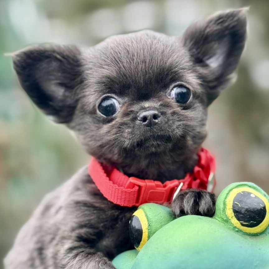 Чихуахуа голубая мини