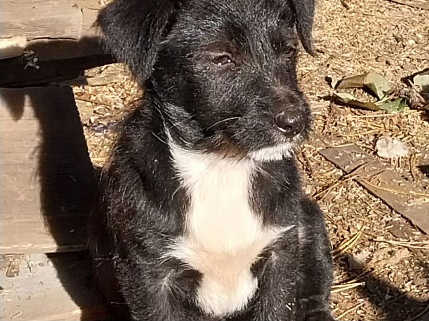 Собака в добрые руки