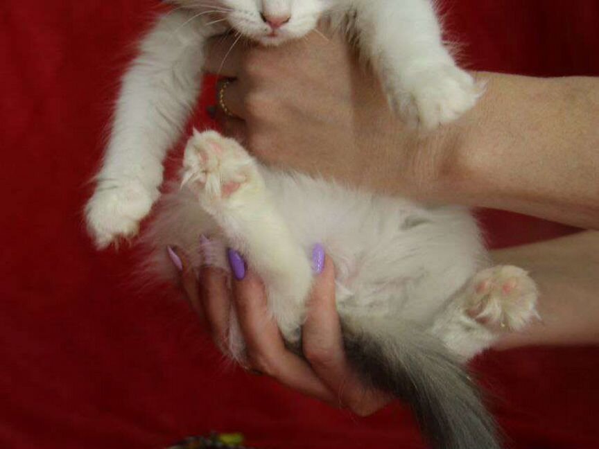 Котенок