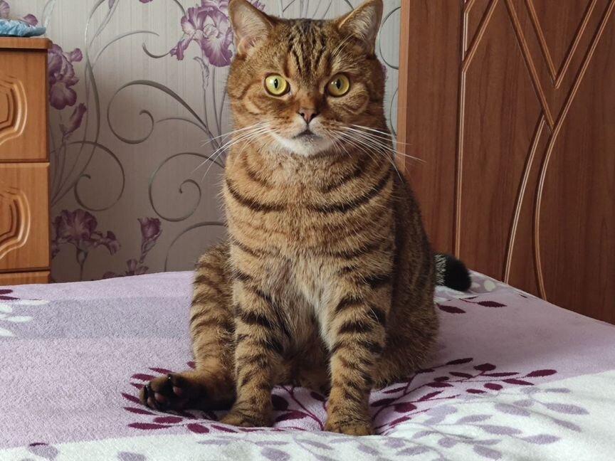 Шотландский кот
